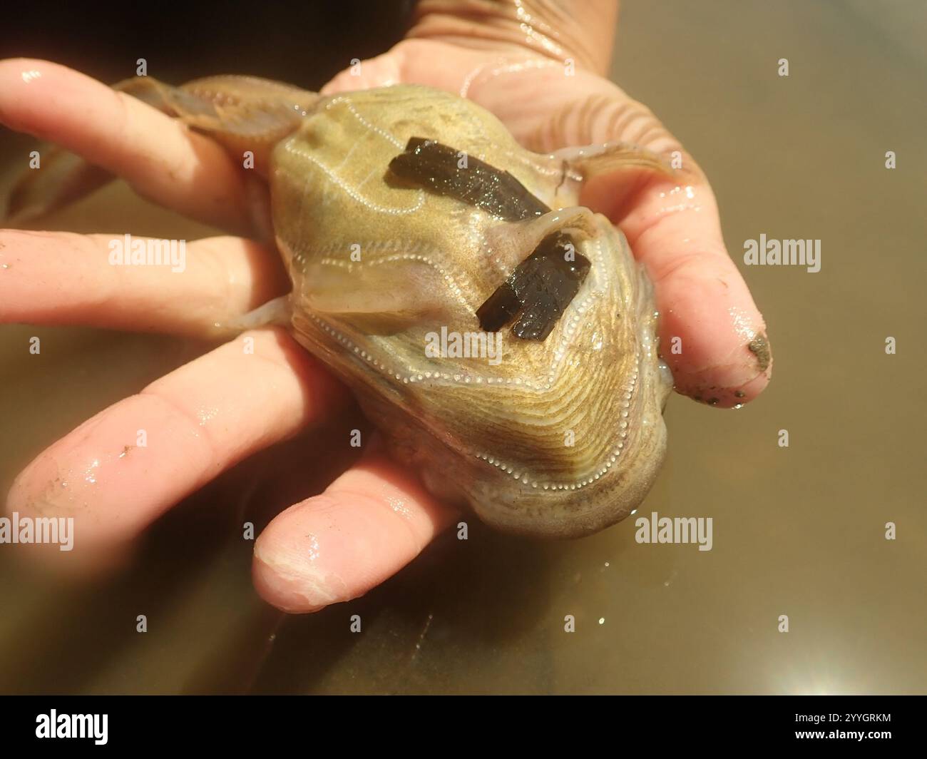 Plainfin Midshipman (Porichthys notatus Stock Photo - Alamy