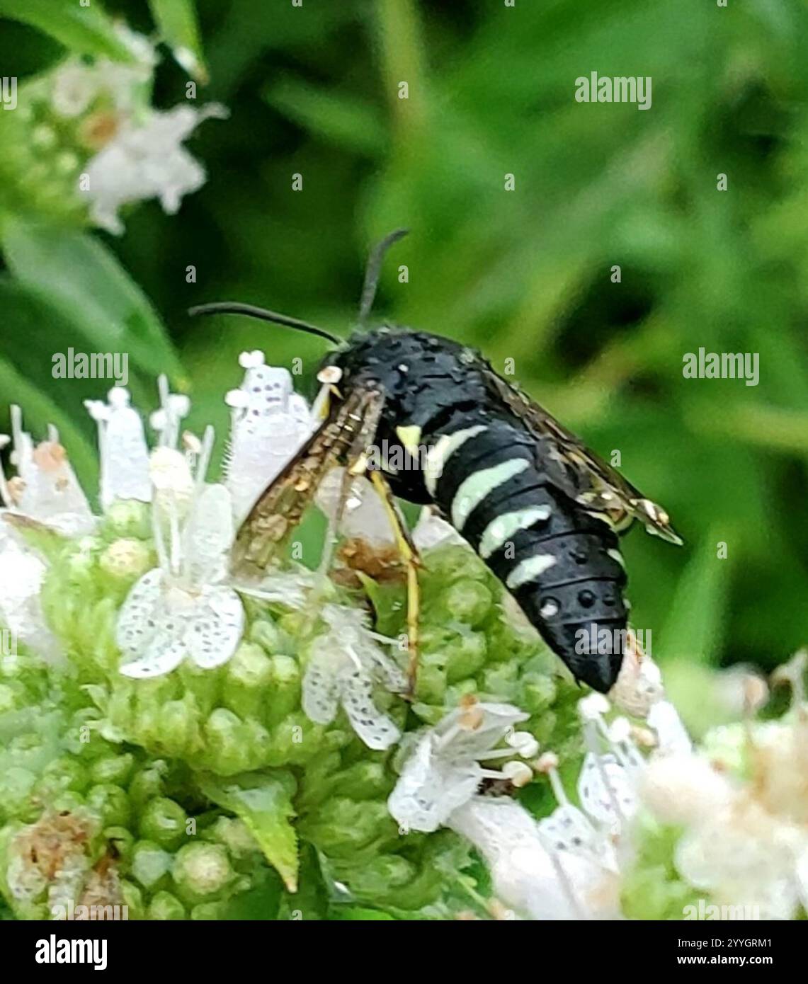 Four-banded Stink Bug Wasp (Bicyrtes quadrifasciatus Stock Photo - Alamy