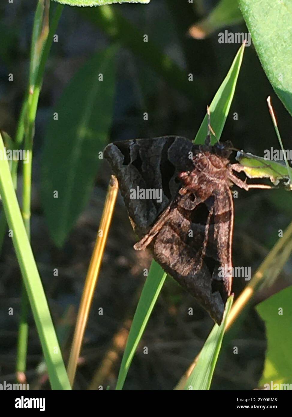 Forage Looper Moth (Caenurgina erechtea Stock Photo - Alamy
