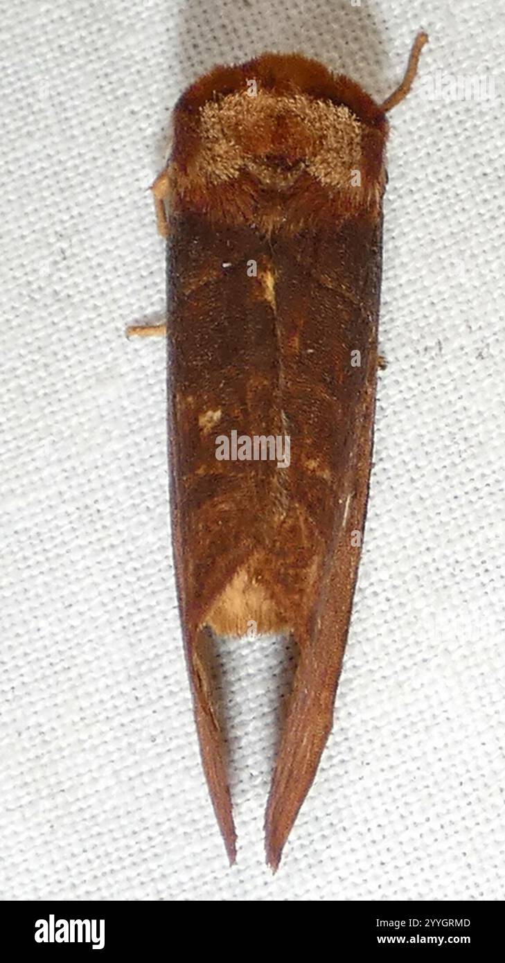 post-burn datana moth (Datana ranaeceps Stock Photo - Alamy