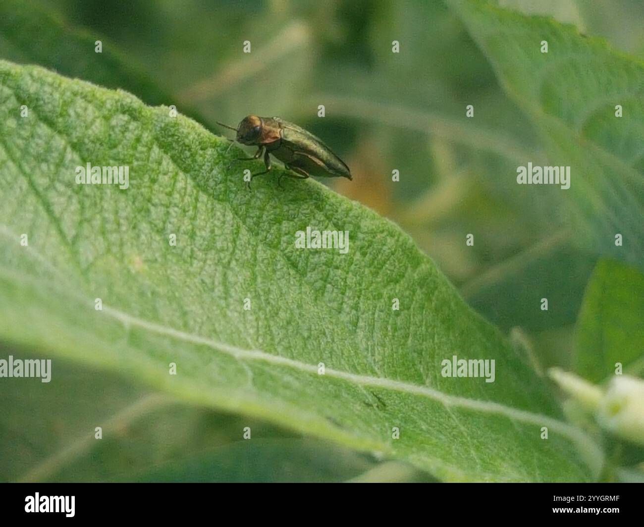 Flatheaded Wood Borer (Agrilus viridis Stock Photo - Alamy