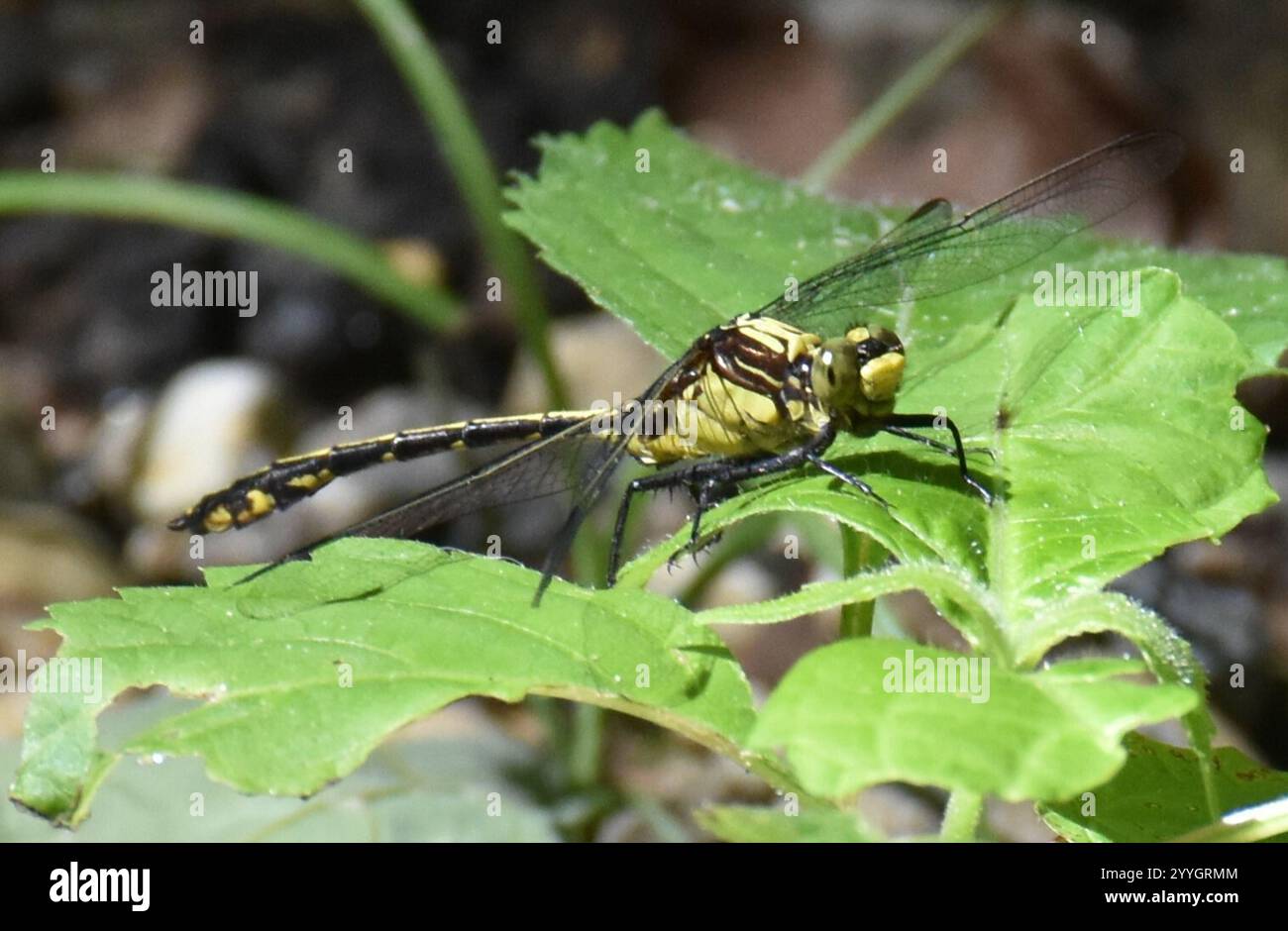 Black-shouldered Spinyleg (Dromogomphus spinosus Stock Photo - Alamy