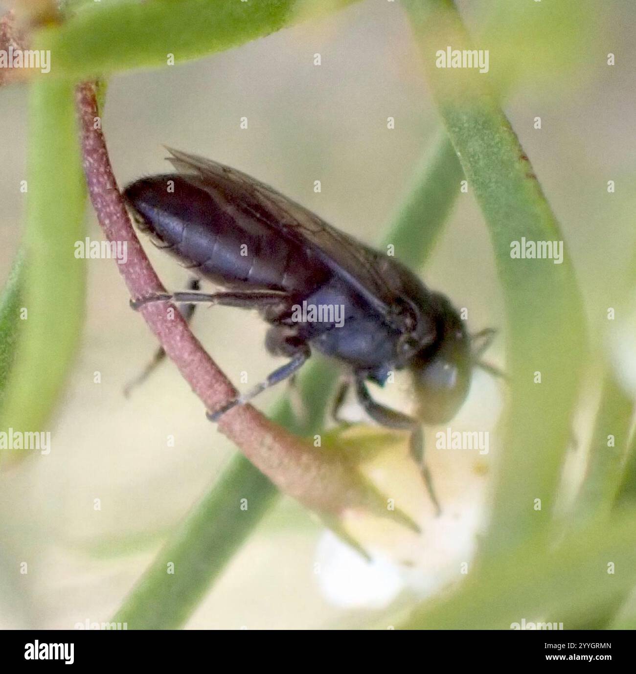 Masked Bees (Hylaeus Stock Photo - Alamy