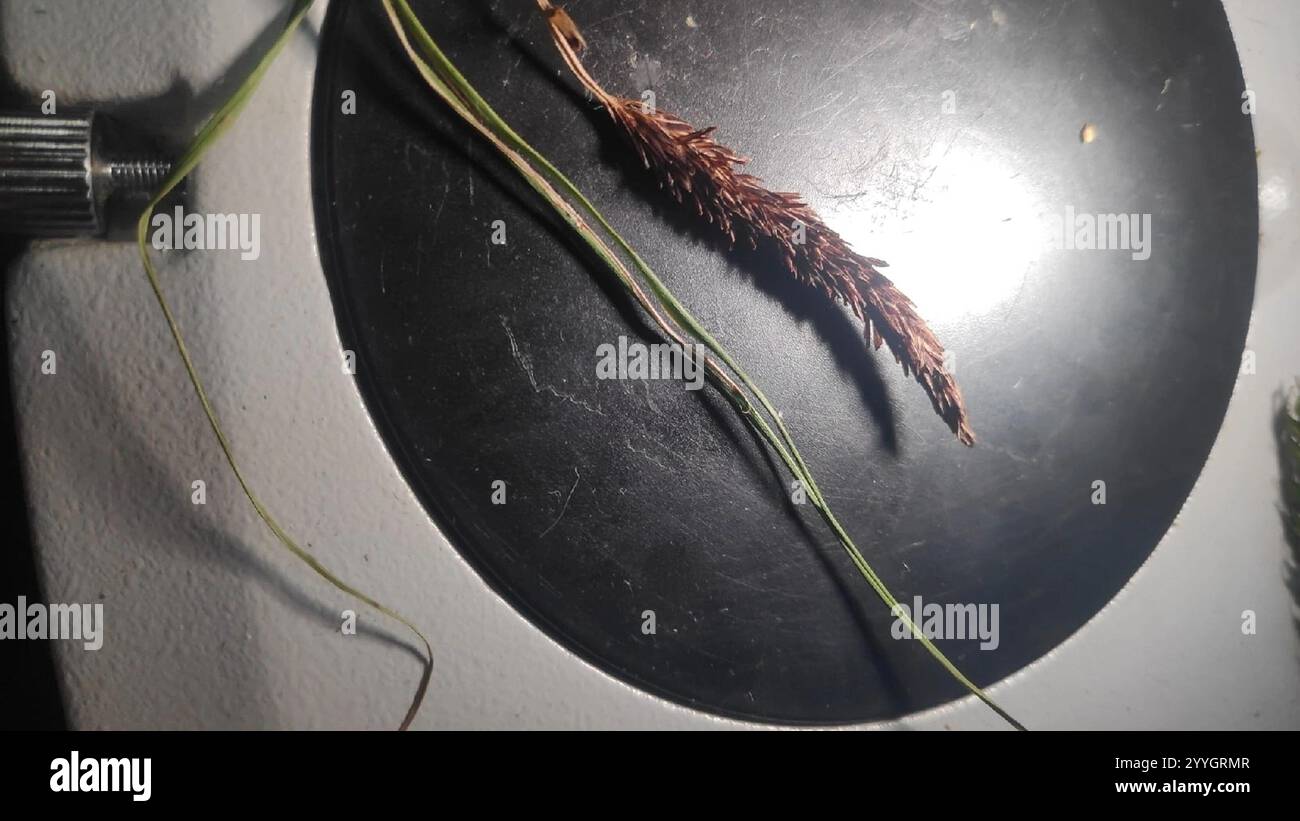 slender tufted-sedge (Carex acuta Stock Photo - Alamy