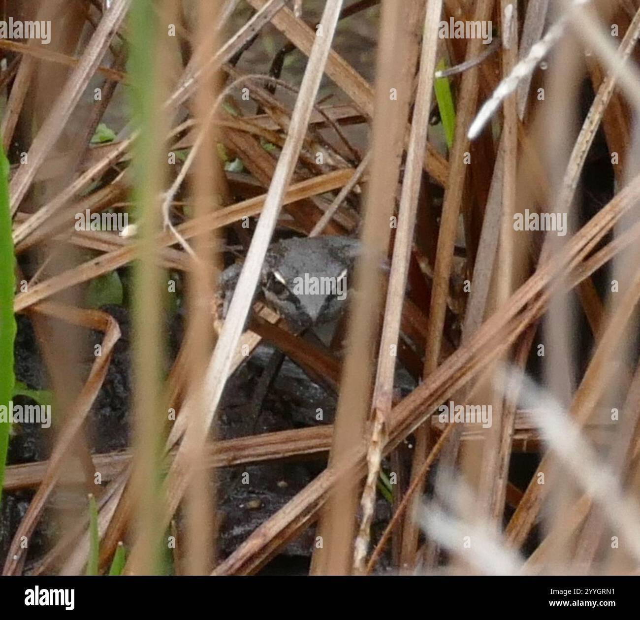 Broad-palmed Rocket Frog (Litoria latopalmata Stock Photo - Alamy
