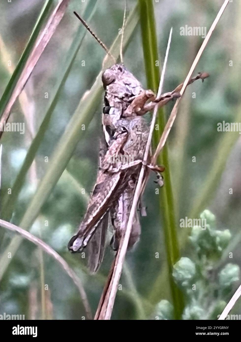 Spur-throated Grasshoppers (Melanoplinae Stock Photo - Alamy