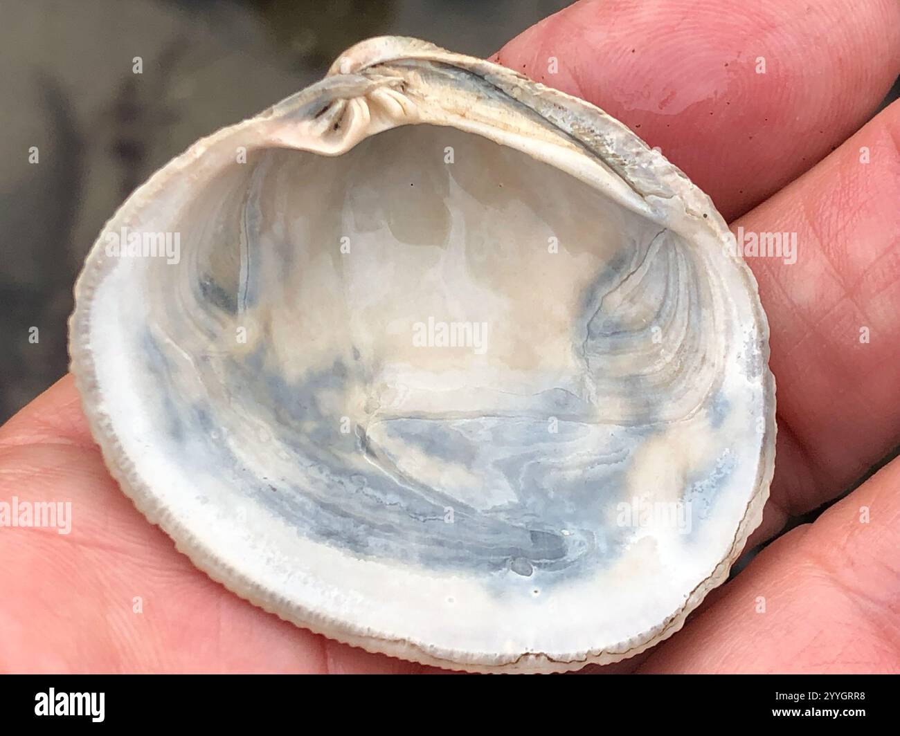 Pacific Littleneck Clam (Leukoma staminea Stock Photo - Alamy