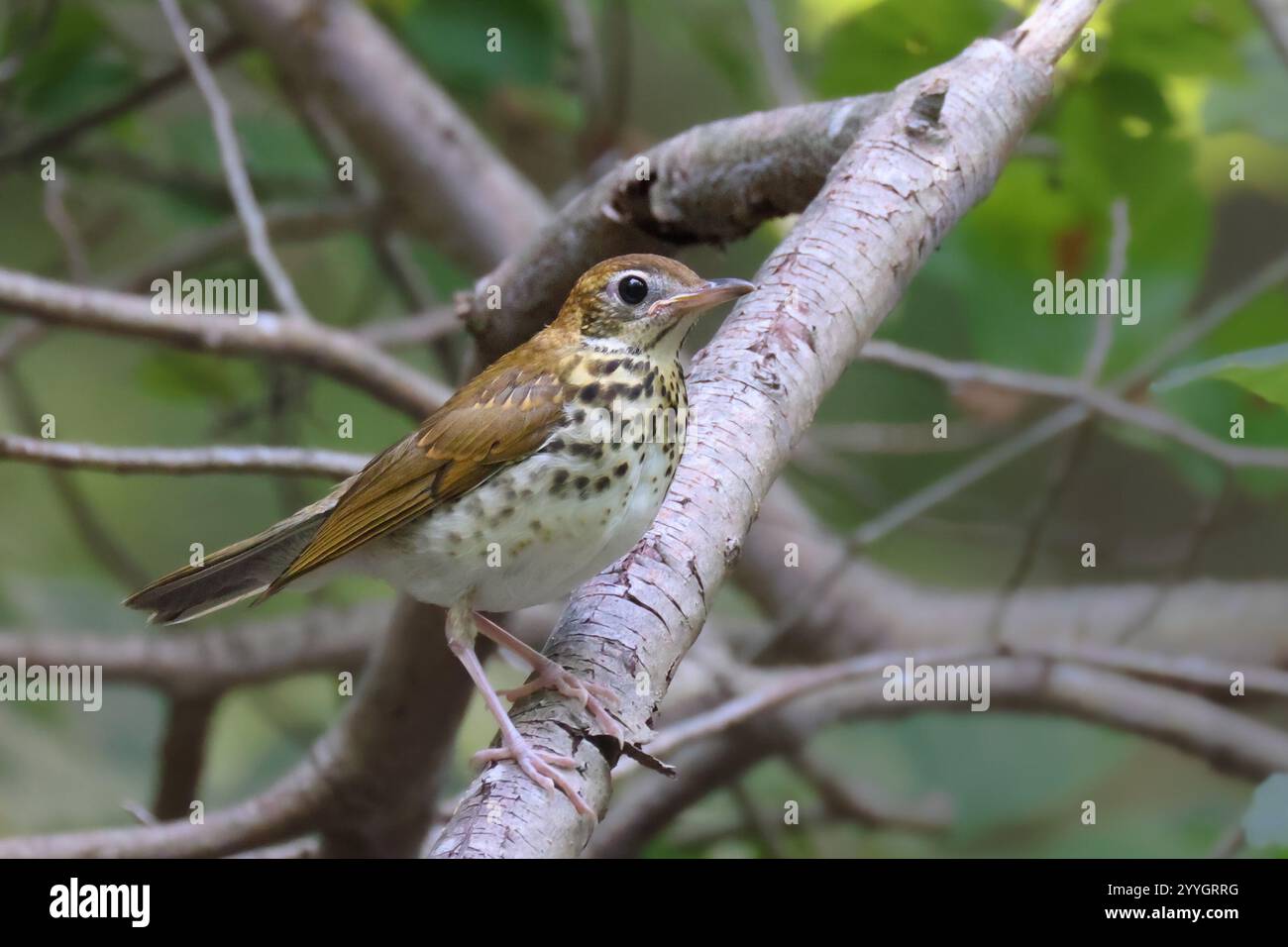 Wood Thrush (Hylocichla mustelina Stock Photo - Alamy