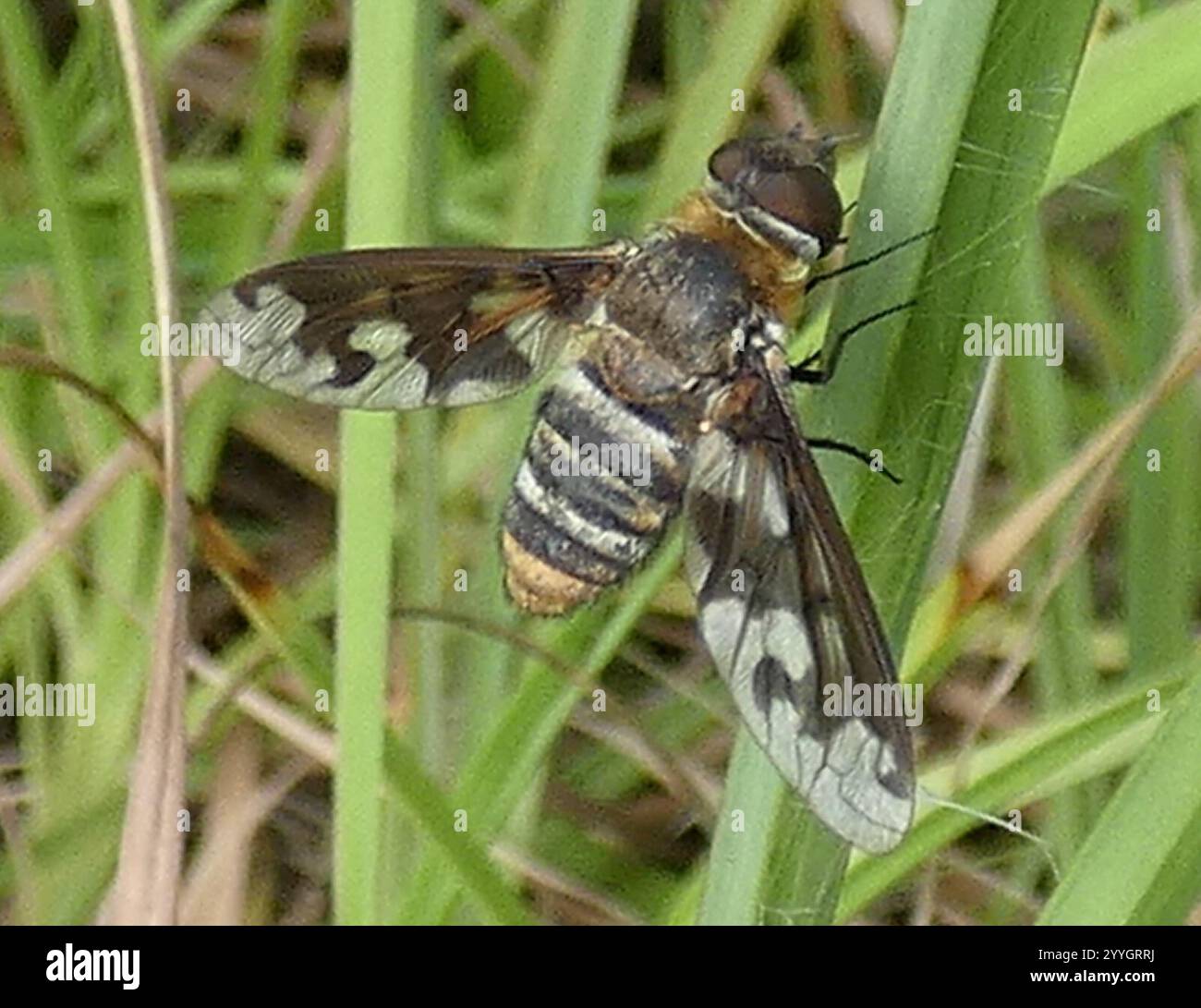 Band-winged Bee Fly (Exoprosopa fascipennis Stock Photo - Alamy