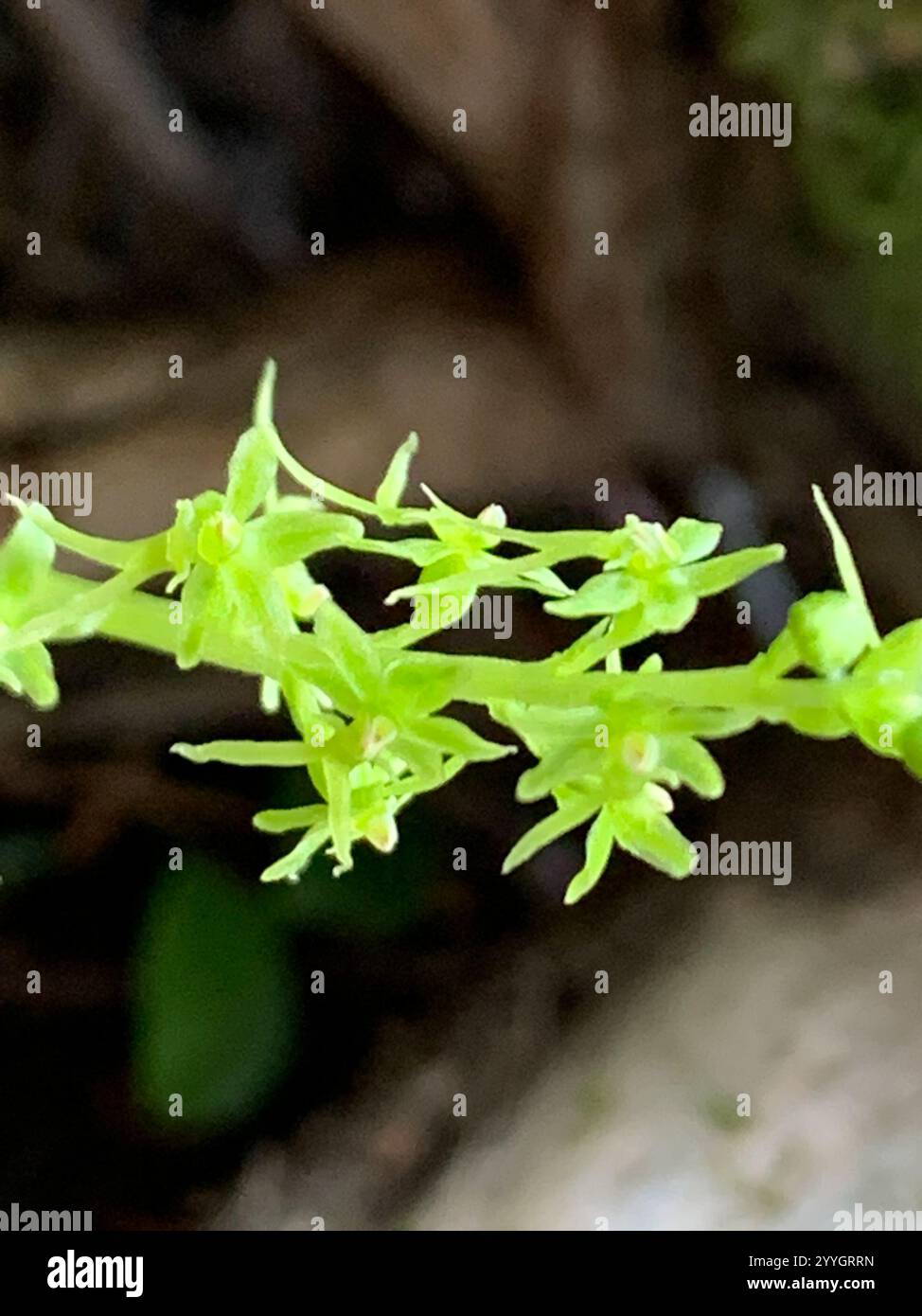 Heartleaf Twayblade (Neottia cordata Stock Photo - Alamy