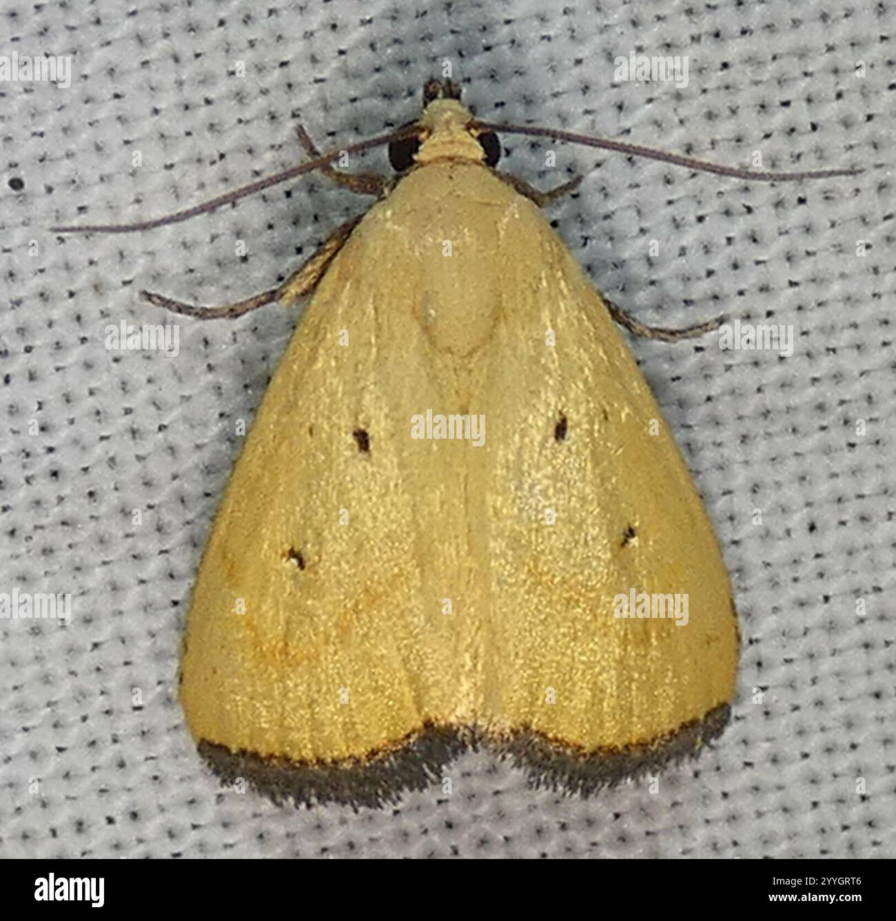 Black-bordered Lemon Moth (Marimatha nigrofimbria Stock Photo - Alamy