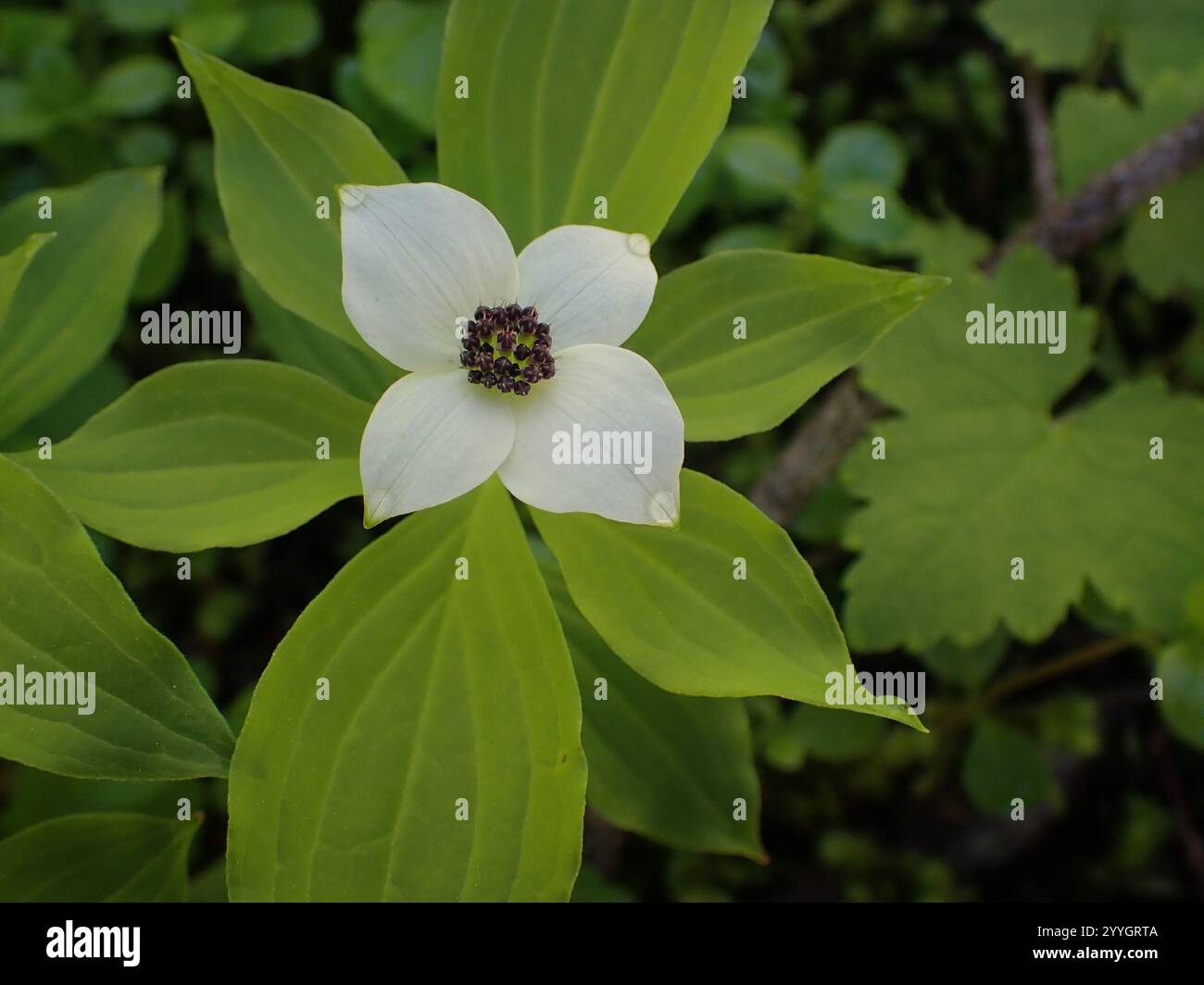 Western Bunchberry (Cornus unalaschkensis Stock Photo - Alamy
