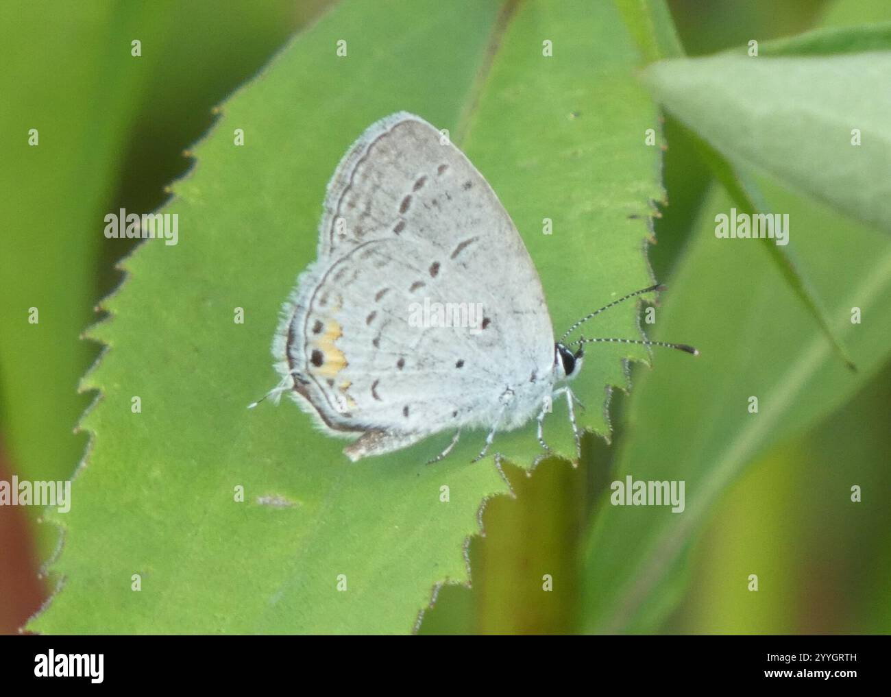 Eastern Tailed-Blue (Cupido comyntas Stock Photo - Alamy