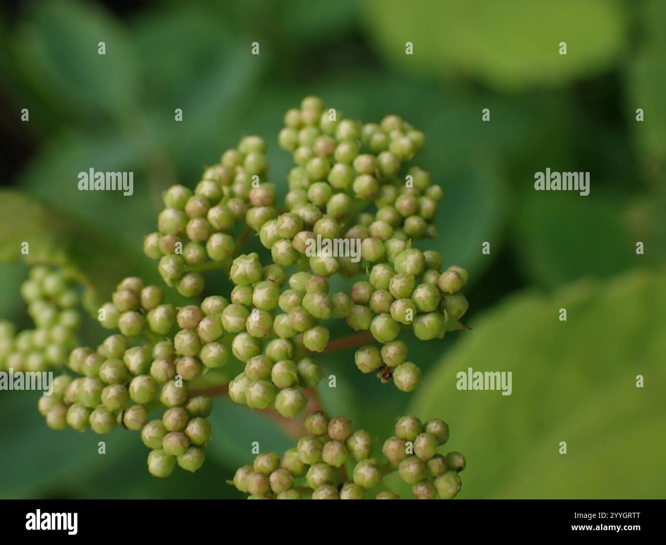 Shinyleaf Meadowsweet (Spiraea lucida Stock Photo - Alamy