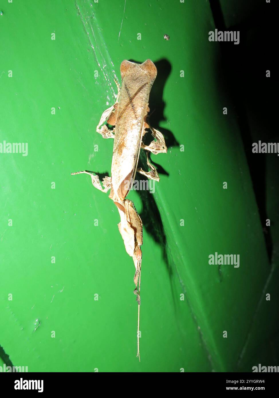 Common Ghost Mantis (Phyllocrania paradoxa Stock Photo - Alamy