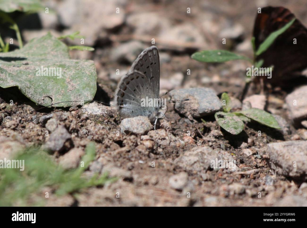 Anna's Blue (Plebejus anna Stock Photo - Alamy