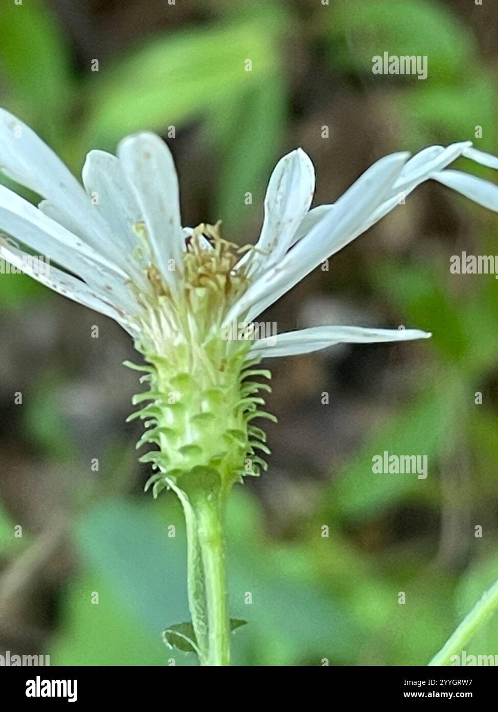 bouquet aster (Eurybia mirabilis Stock Photo - Alamy