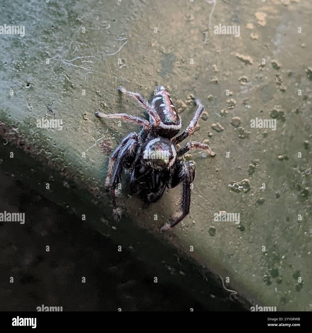 Golden Jumping Spider (Paraphidippus aurantius Stock Photo - Alamy