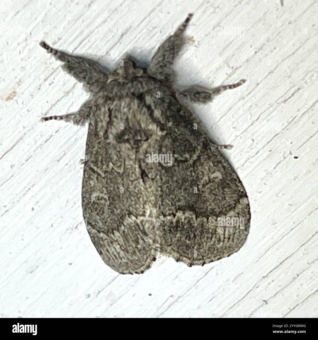 Northern Finned Prominent (Notodonta torva Stock Photo - Alamy