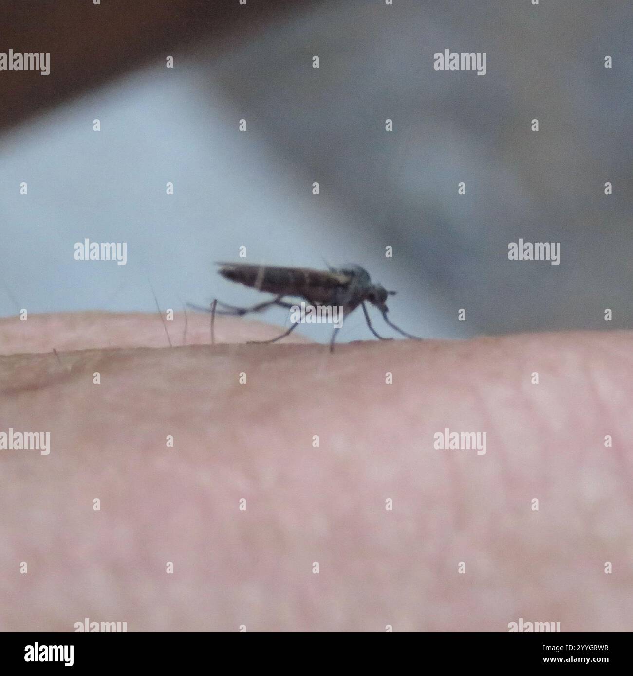 Dance Flies, Long-legged Flies, and Allies (Empidoidea Stock Photo - Alamy
