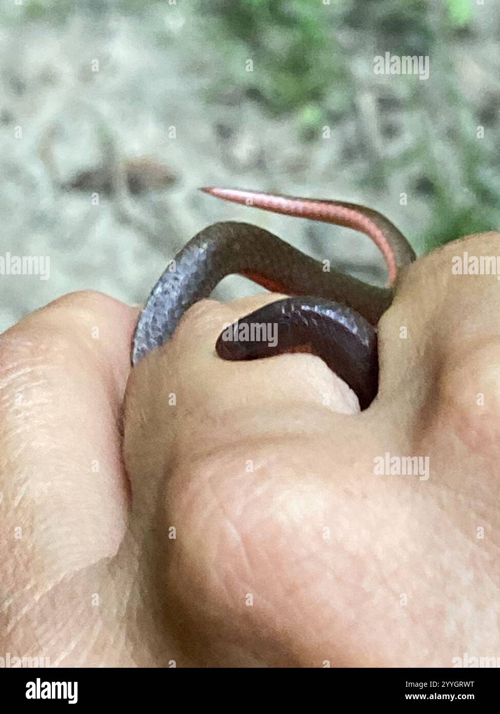 Eastern Worm Snake (Carphophis amoenus Stock Photo - Alamy