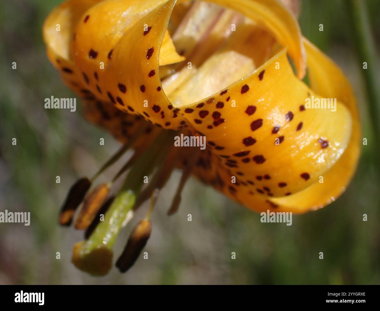Columbia lily (Lilium columbianum Stock Photo - Alamy
