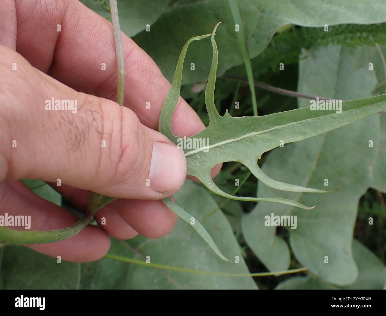 Slender Hawksbeard (Crepis atribarba Stock Photo - Alamy