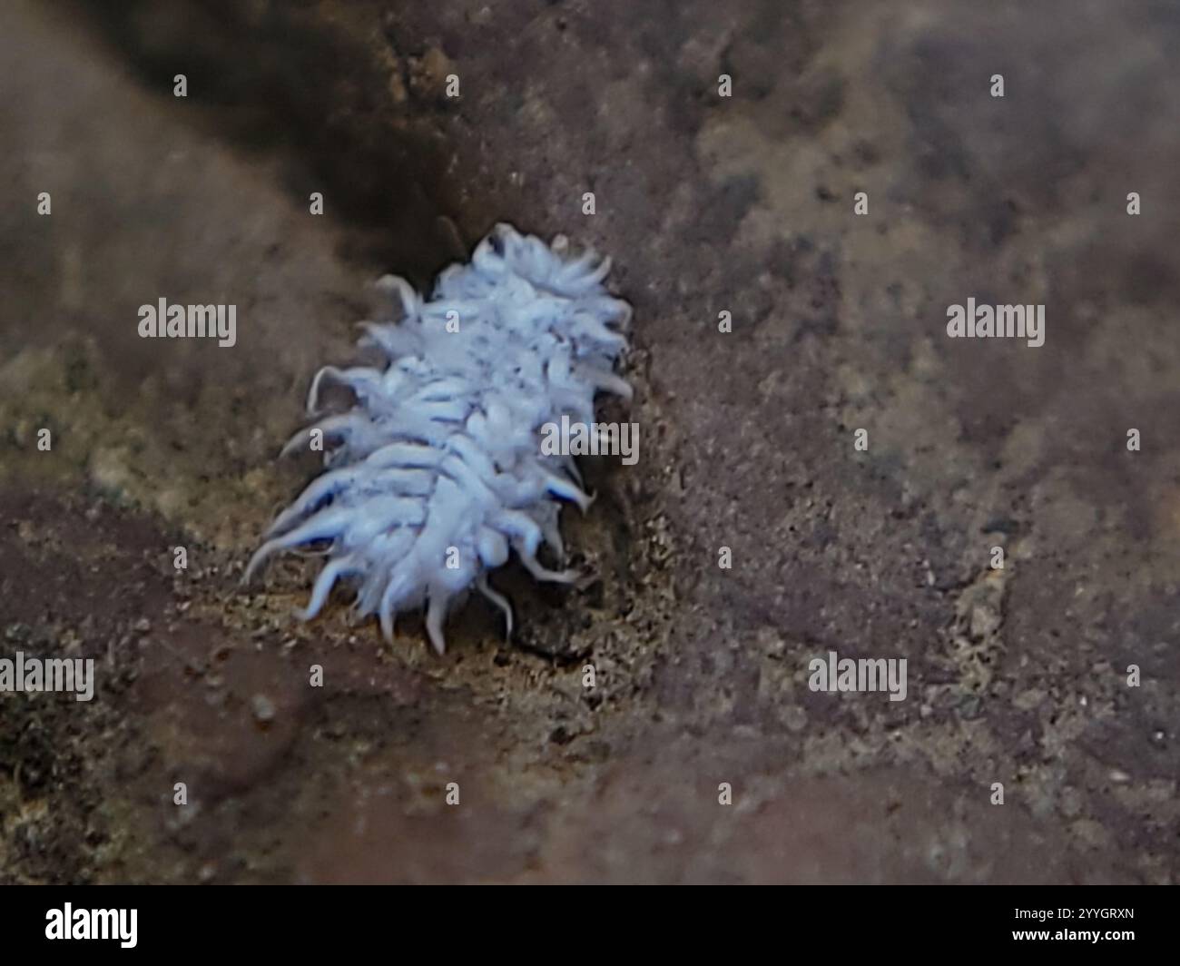Mealybug Destroyer (Cryptolaemus montrouzieri Stock Photo - Alamy