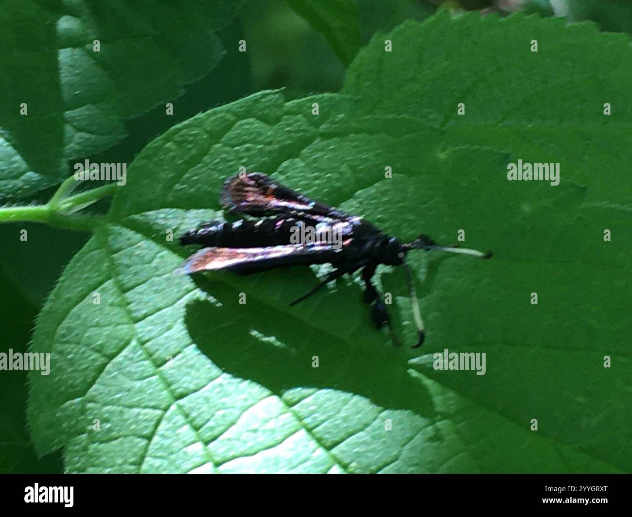 Albuna fraxini hi-res stock photography and images - Alamy