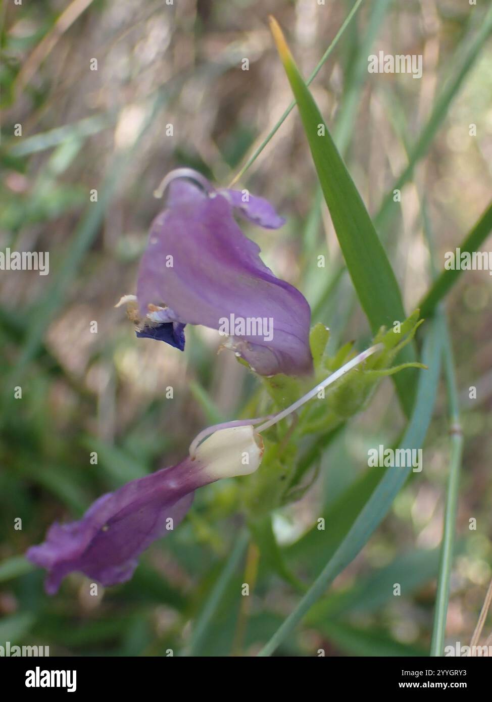 Bush Penstemon (Penstemon fruticosus Stock Photo - Alamy