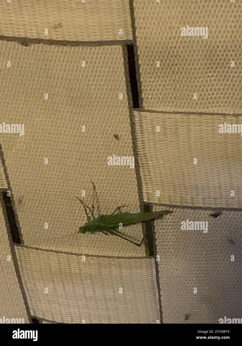 Northern Bush Katydid (Scudderia septentrionalis Stock Photo - Alamy