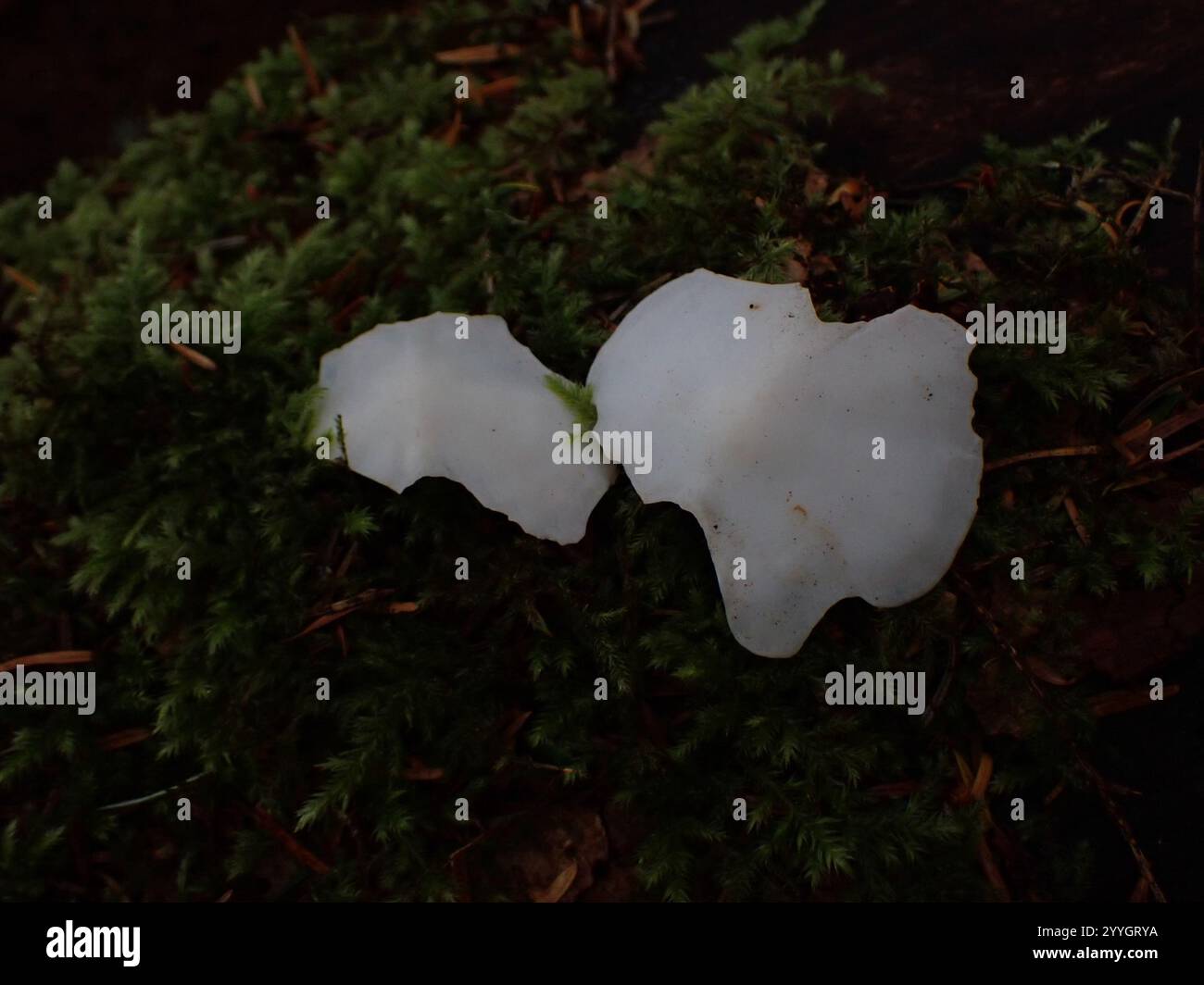 Gumboot Chiton (Cryptochiton stelleri Stock Photo - Alamy