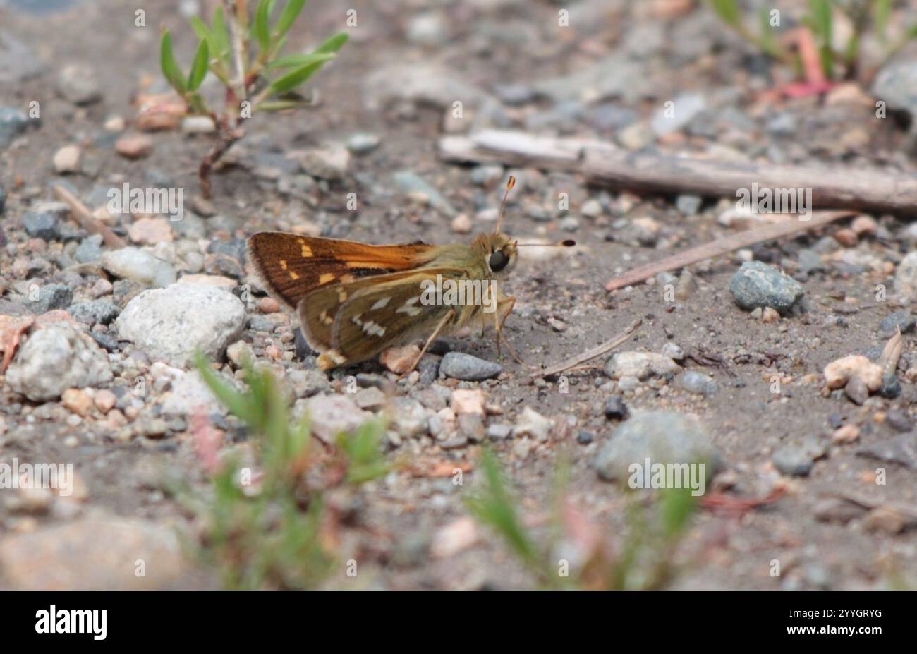 Common Branded Skipper (Hesperia comma Stock Photo - Alamy