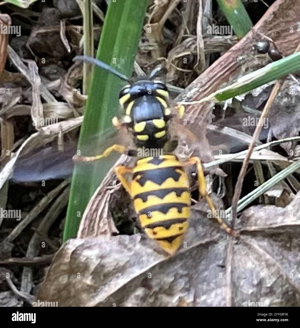 Ground Yellowjackets (Vespula Stock Photo - Alamy