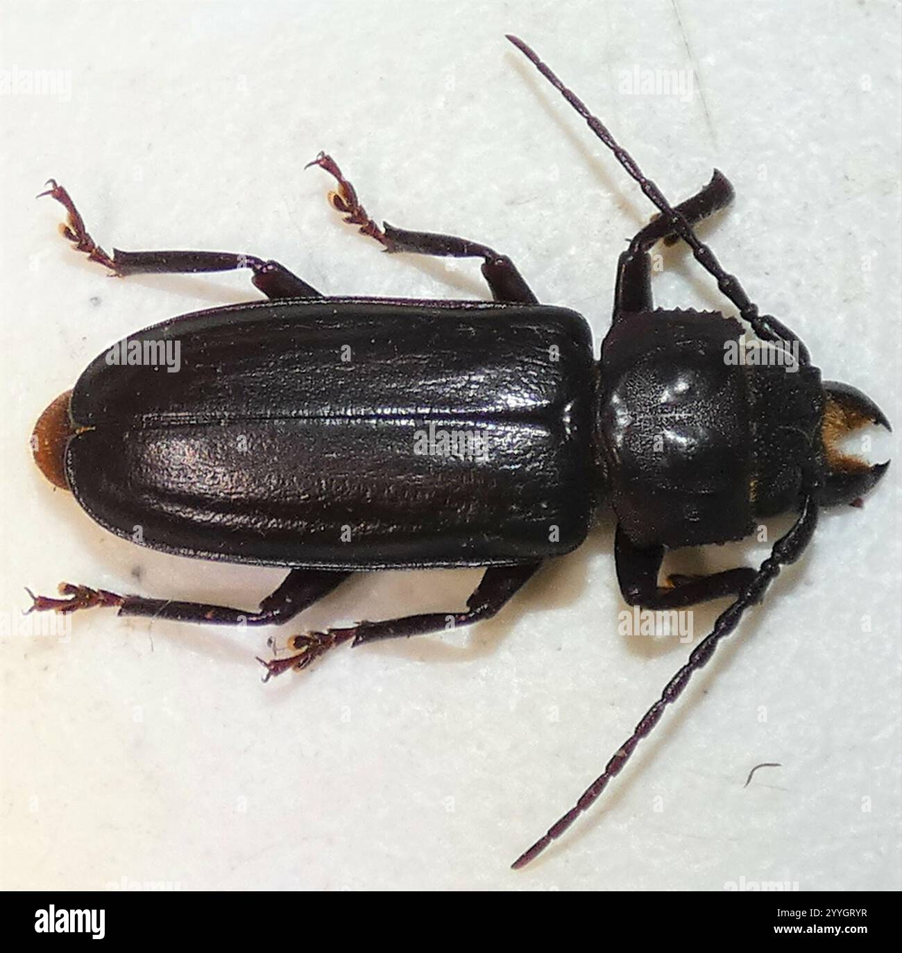 Hardwood Stump Borer (Mallodon dasystomus Stock Photo - Alamy