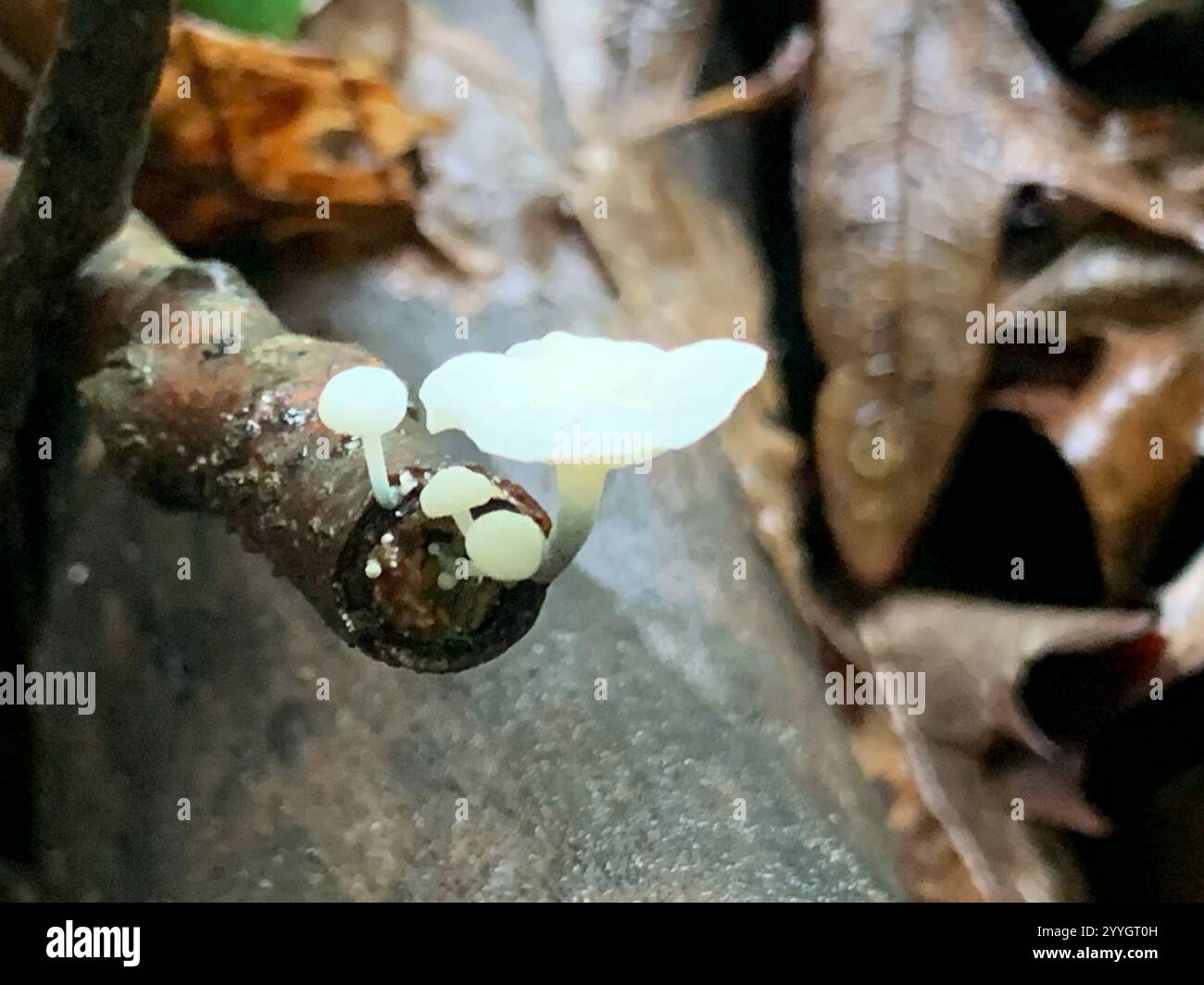 Black-stalked Marasmius (Tetrapyrgos nigripes Stock Photo - Alamy