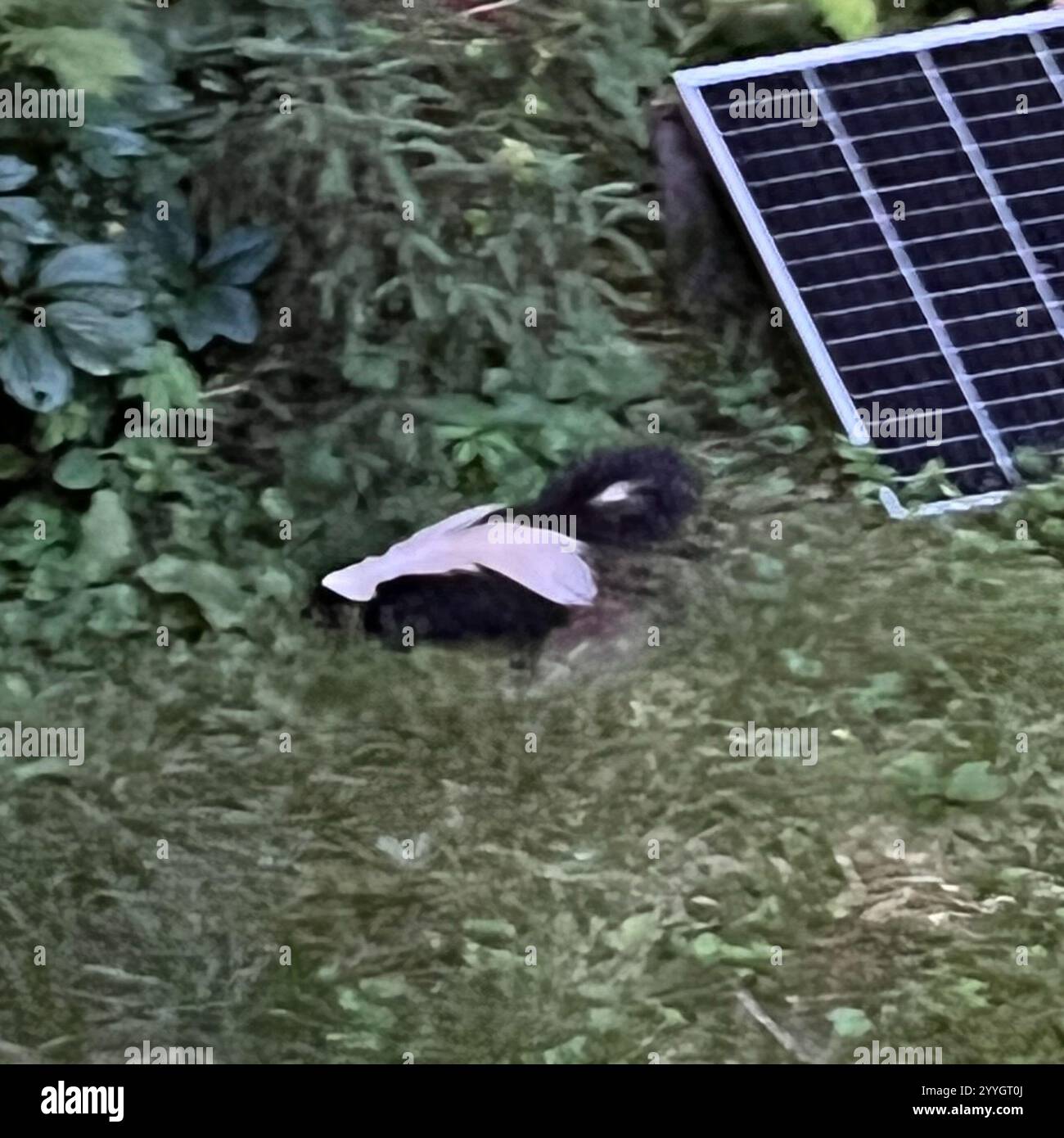 Striped Skunk (Mephitis mephitis Stock Photo - Alamy