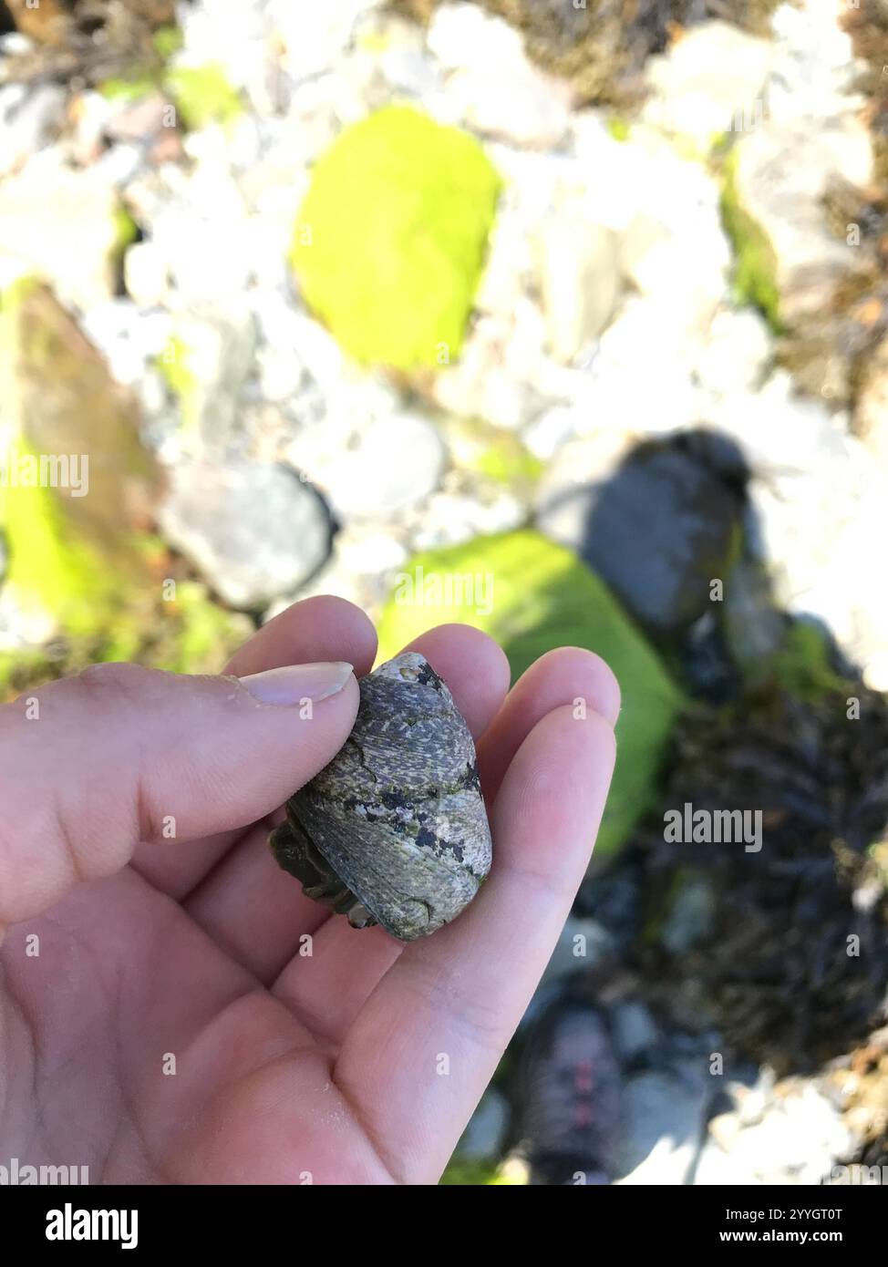 Lined top shell phorcus lineatus hi-res stock photography and images ...