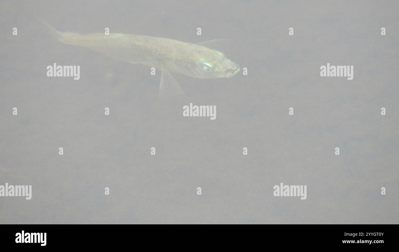 Ray-finned Fishes (Actinopterygii Stock Photo - Alamy