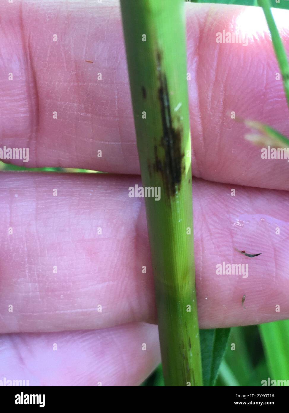 dark green bulrush (Scirpus atrovirens Stock Photo - Alamy