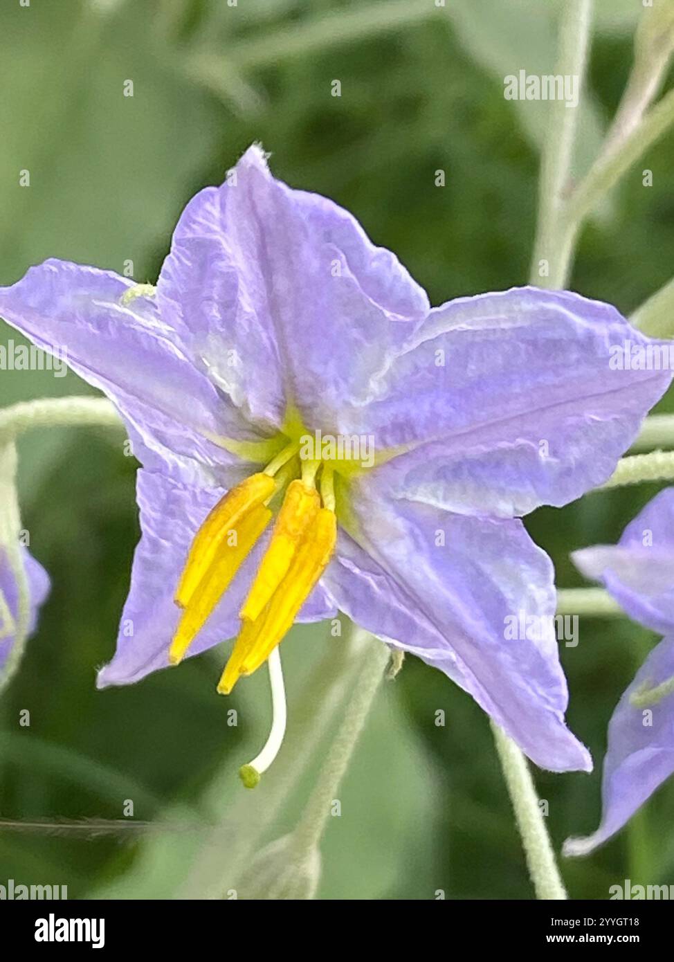 silverleaf nightshade (Solanum elaeagnifolium Stock Photo - Alamy