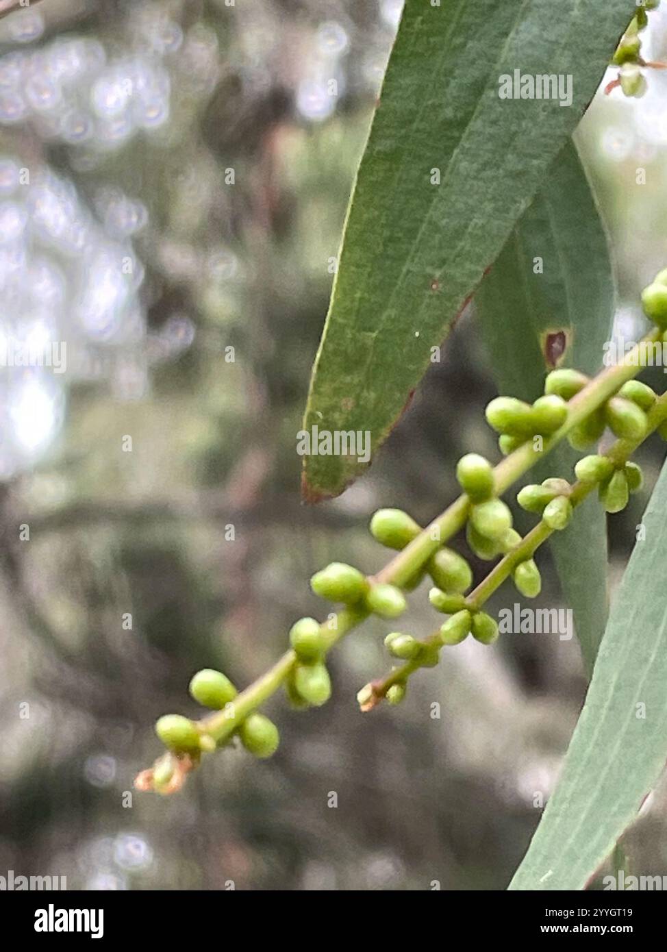 Broad-leaved paperbark (Melaleuca quinquenervia Stock Photo - Alamy