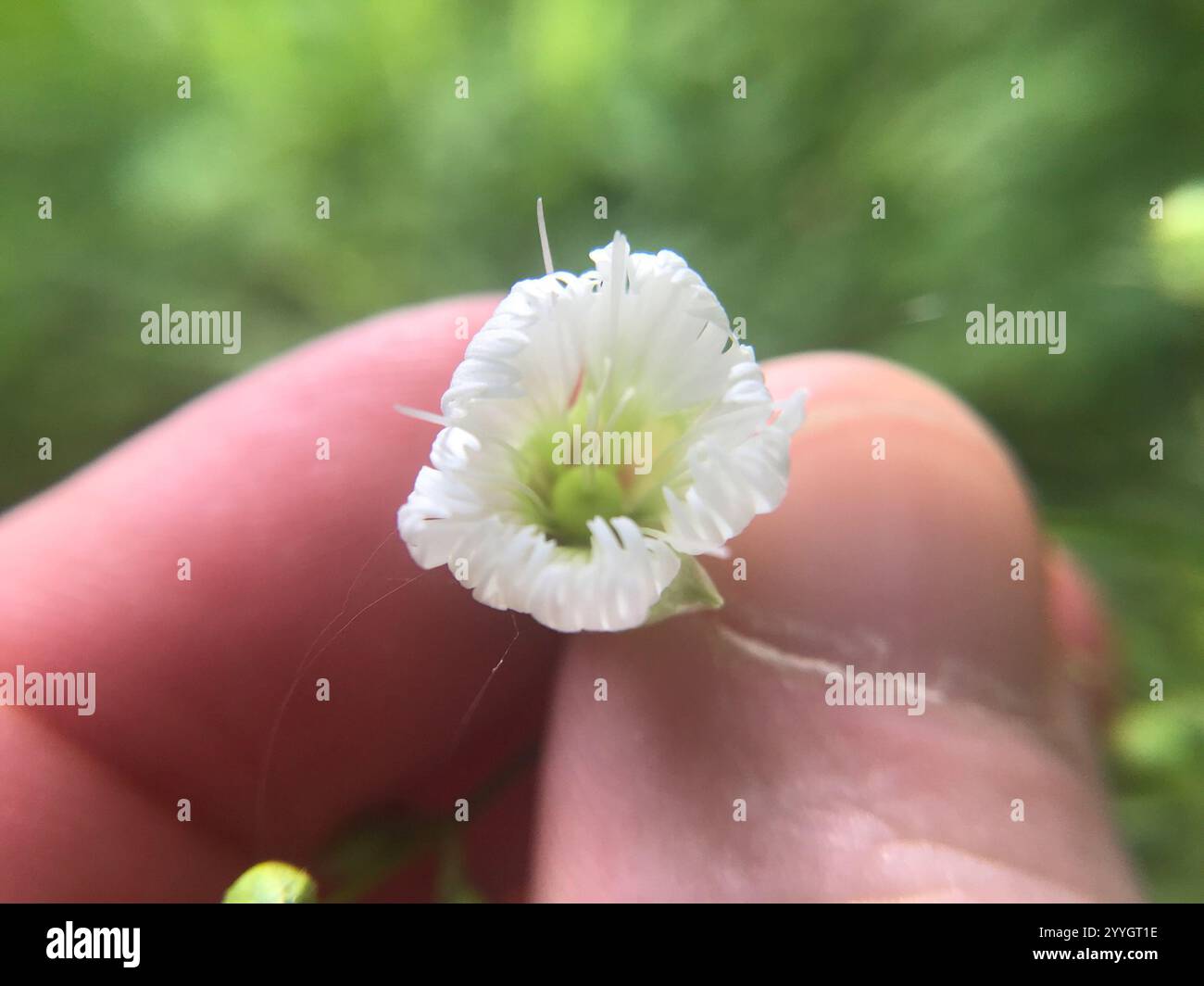 starry campion (Silene stellata Stock Photo - Alamy