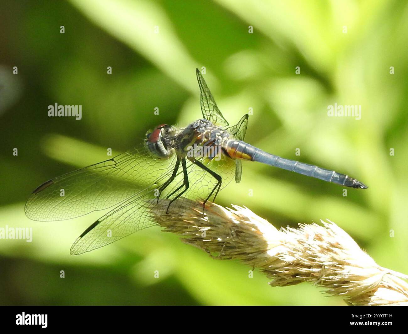Blue Dasher (Pachydiplax longipennis Stock Photo - Alamy