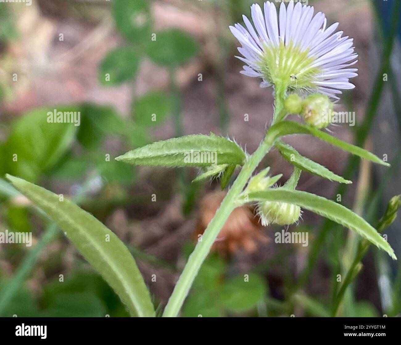 annual fleabane (Erigeron annuus Stock Photo - Alamy