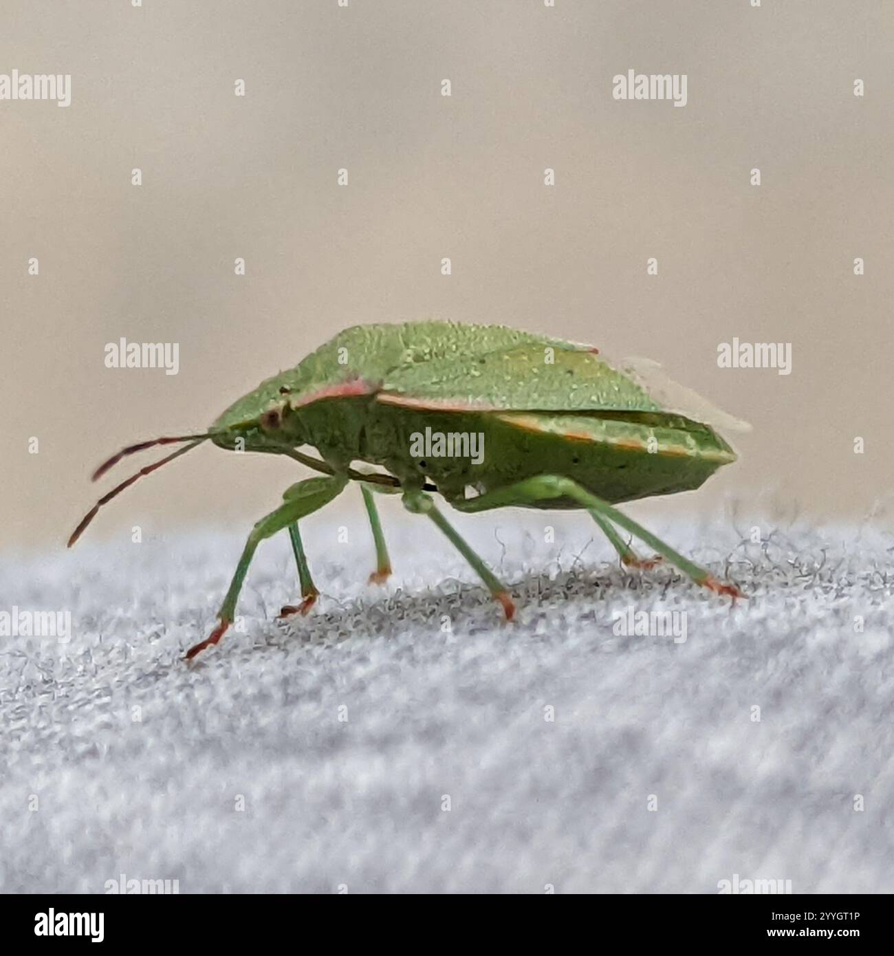 Red-shouldered Stink Bug (Thyanta custator Stock Photo - Alamy
