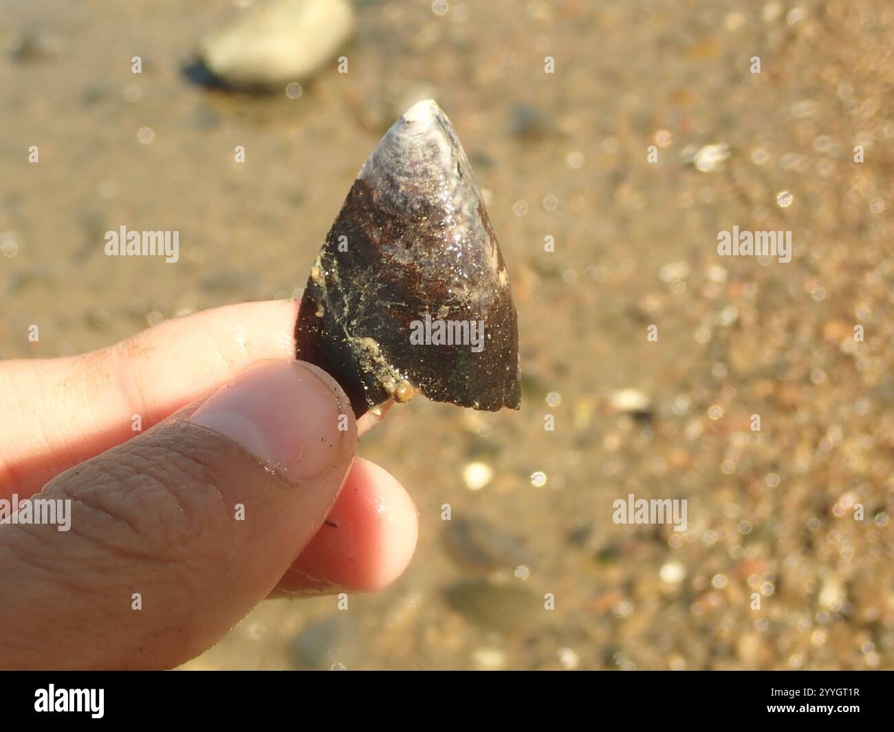 Blue Mussel Complex (Mytilus edulis Stock Photo - Alamy
