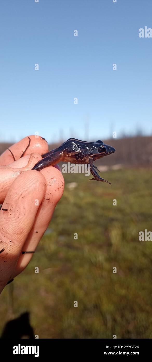 Banded Stream Frog (Strongylopus bonaespei Stock Photo - Alamy