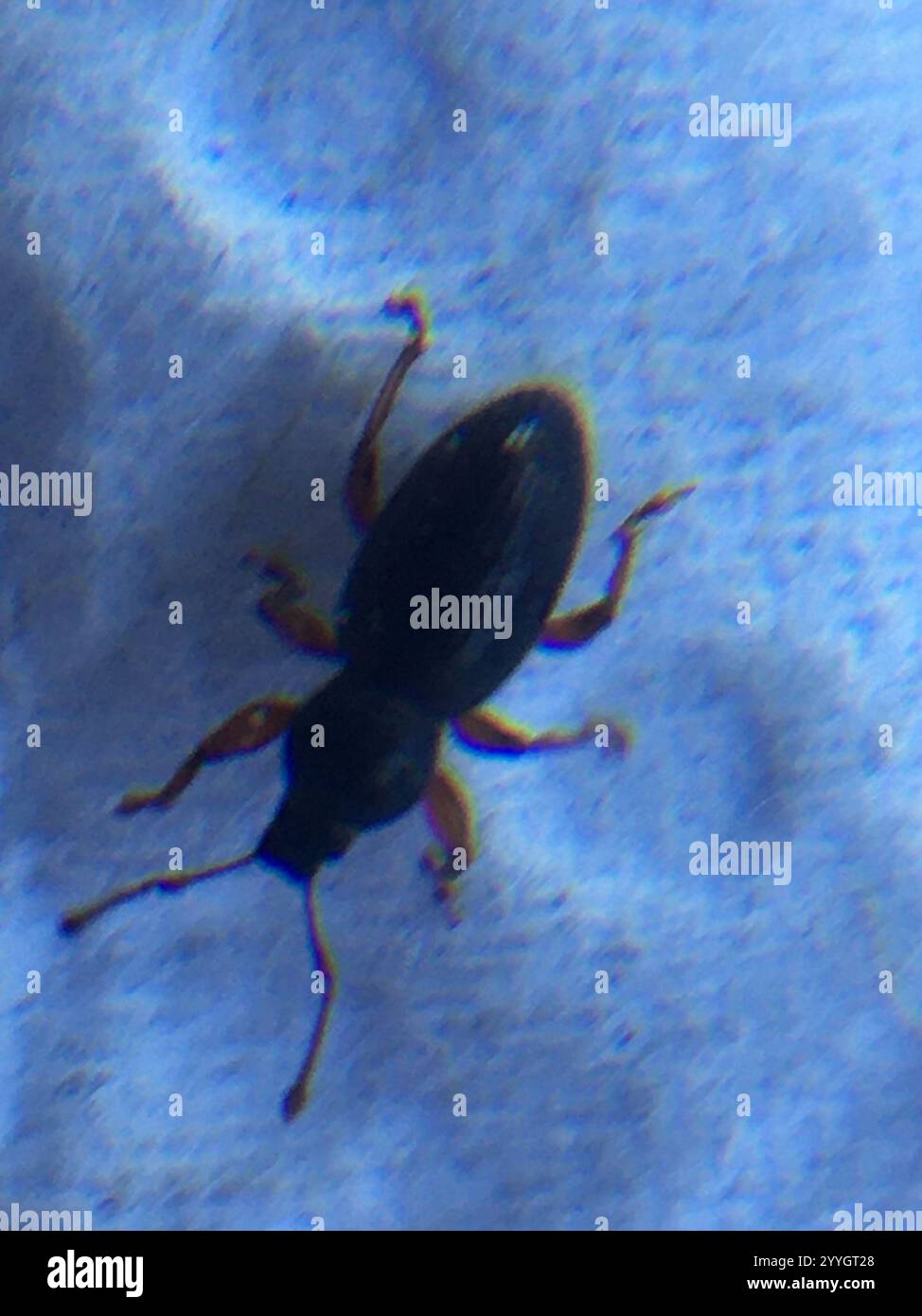 Hairy Spider Weevil (Barypeithes pellucidus Stock Photo - Alamy