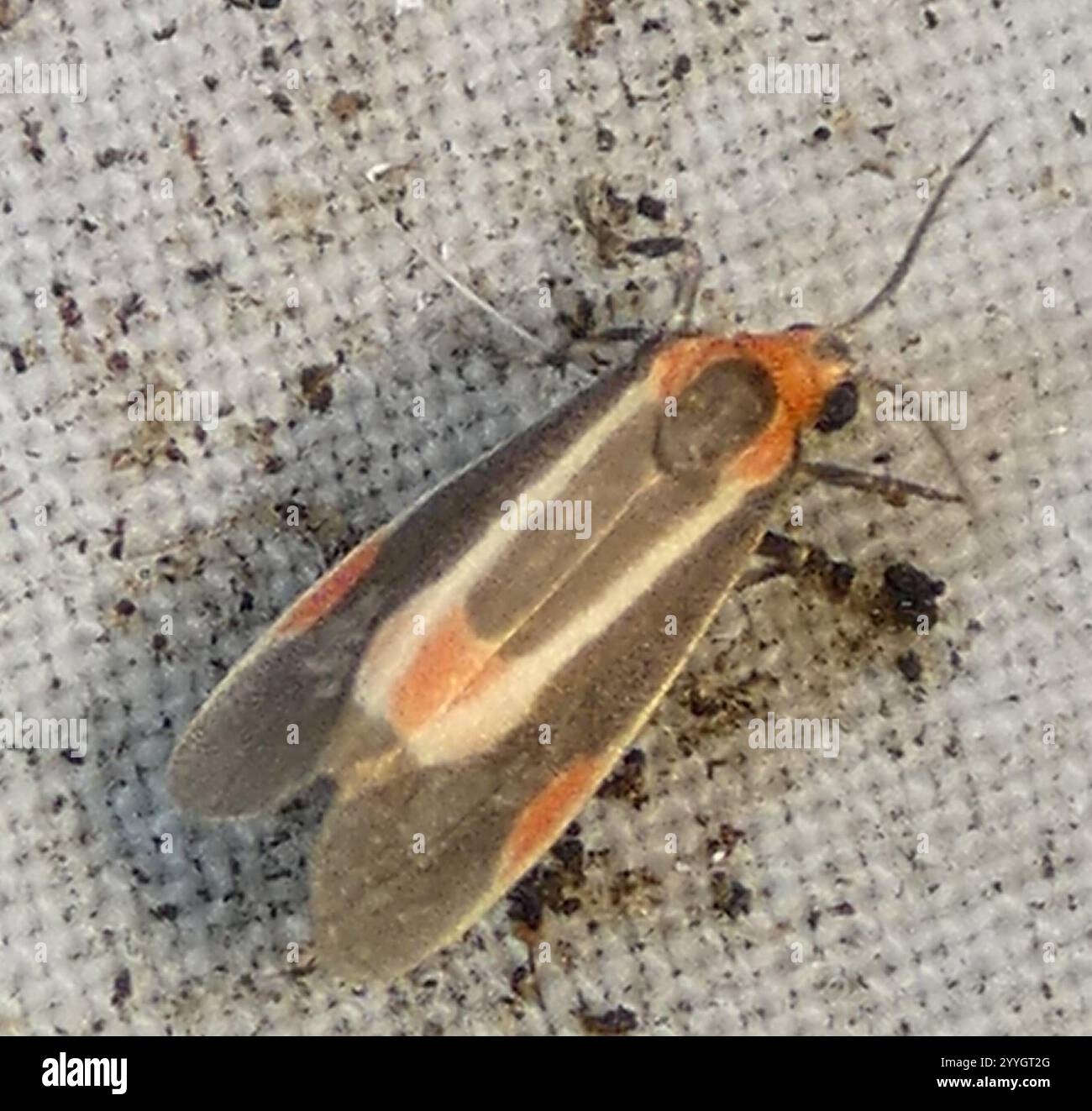 Packard's Lichen Moth (Cisthene packardii Stock Photo - Alamy